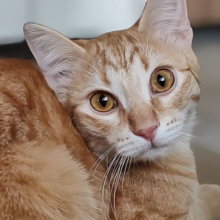 Взрослая, Девочка кошка в добрые руки