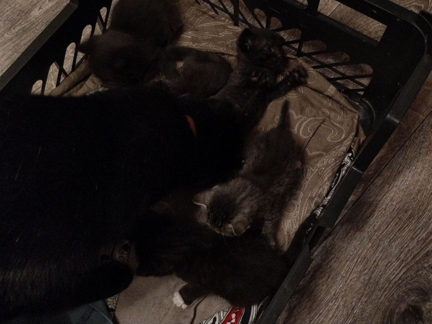 Милые добрые малыши ждут своих родителей