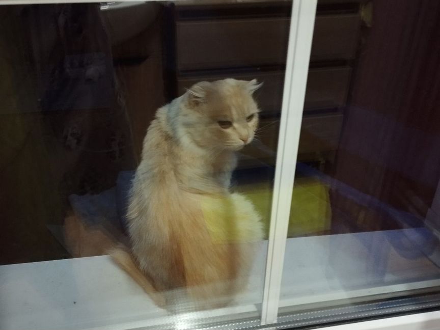 Потерялся кот