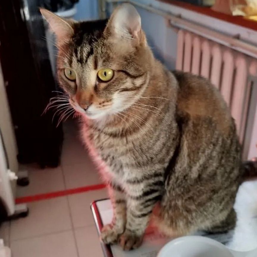 Котик в добрые руки