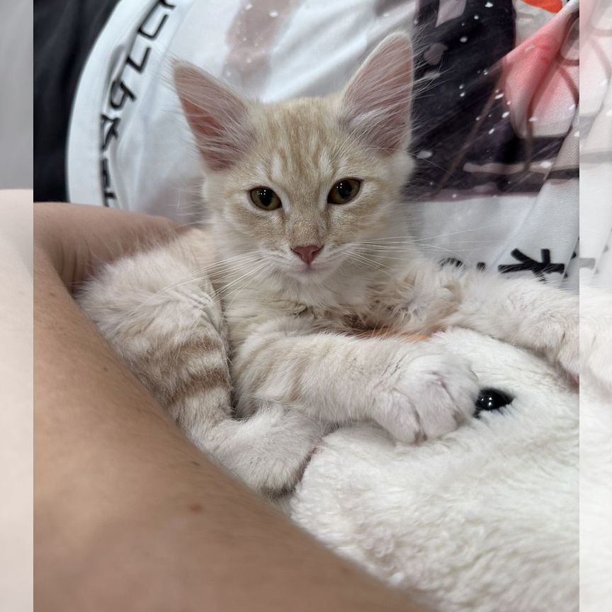 Котёнок в добрые руки