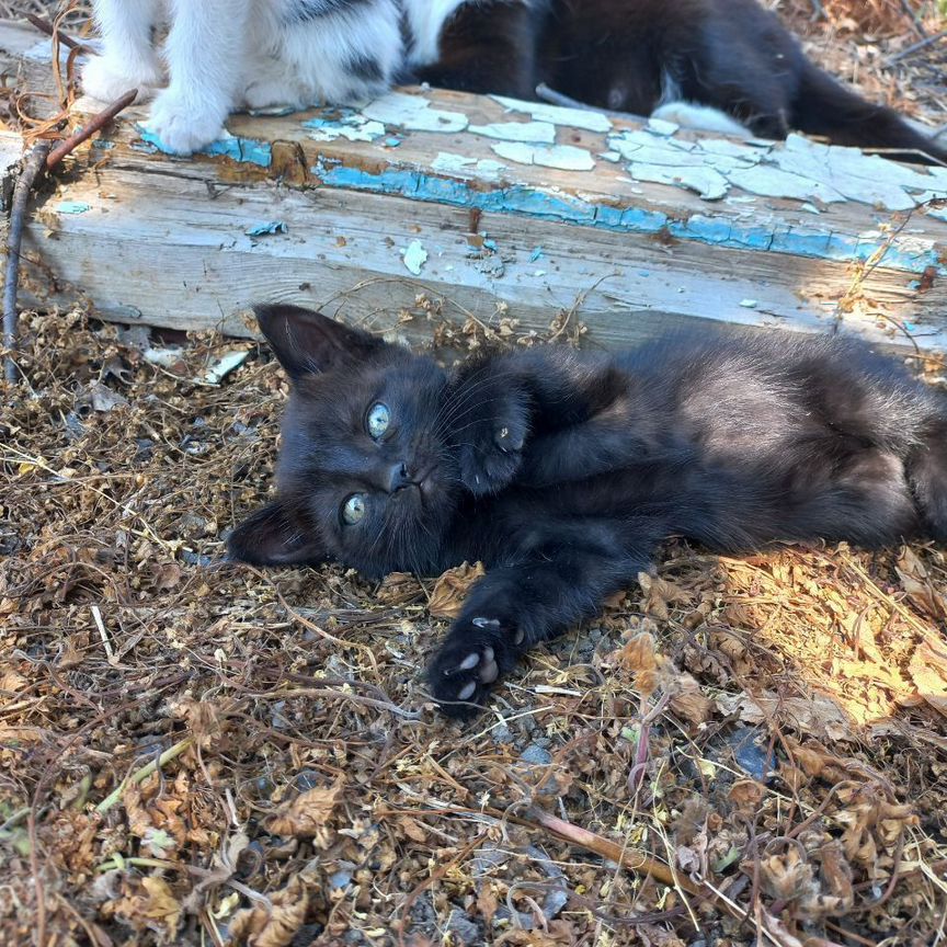 Отдам котят крысоловов в добрые руки