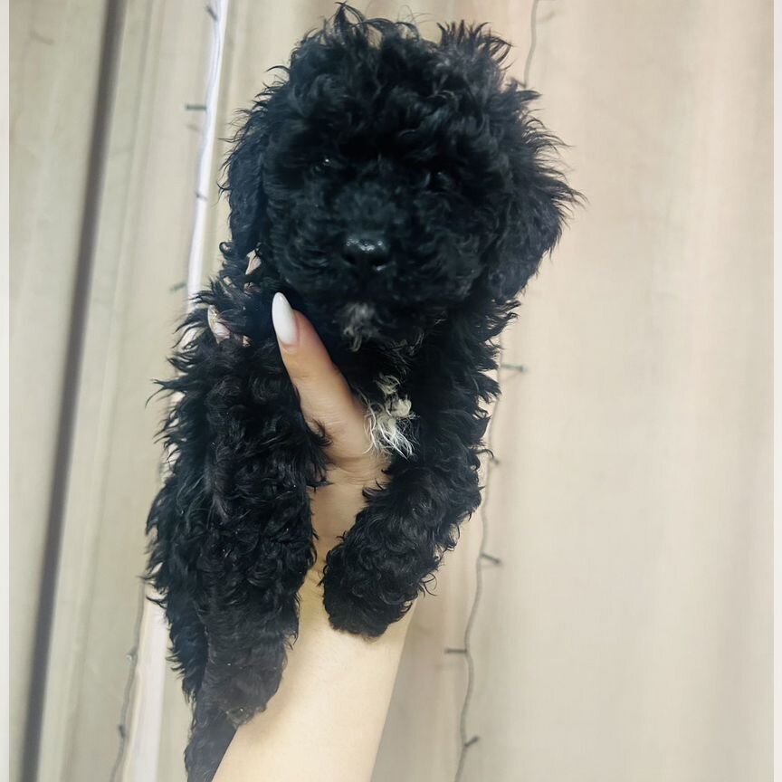 Той-пудель, щенок