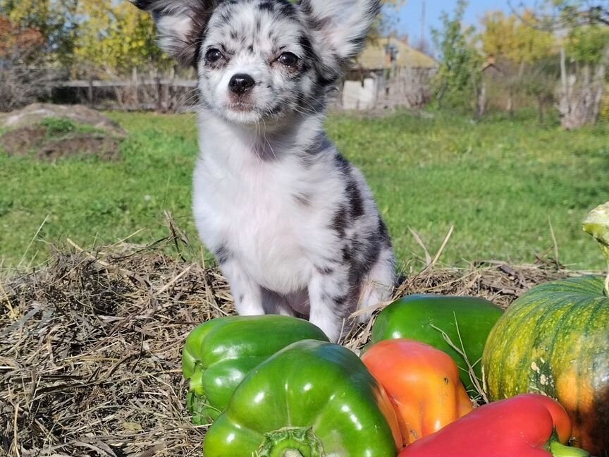 Мини чихуахуа голубой мерле