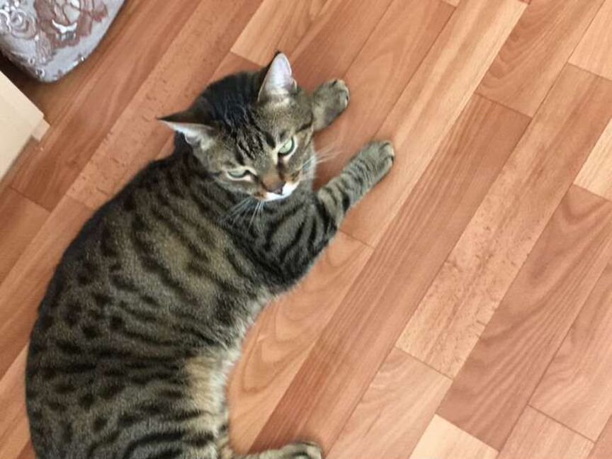 Кот Ерофей в добрые руки