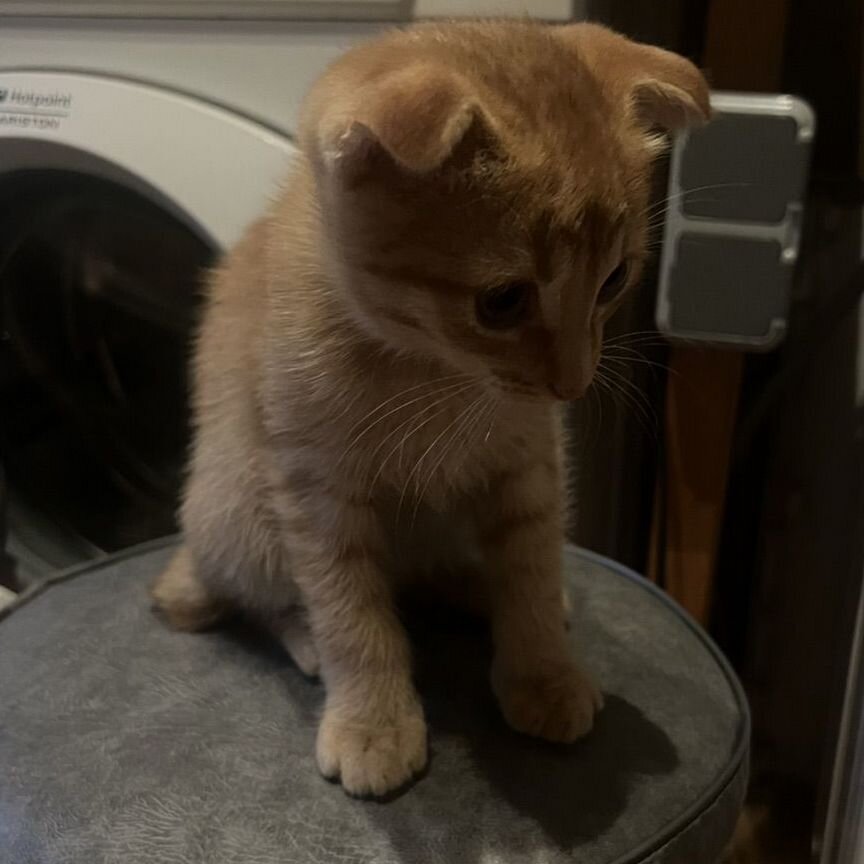 Шотландский вислоухий короткошёрстный котёнок