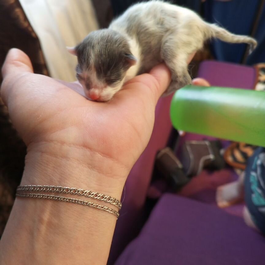 Отдам котят богаток через месяц