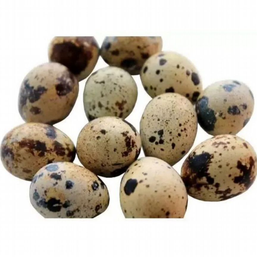 Инкубационное яйцо перепелов белый гигант