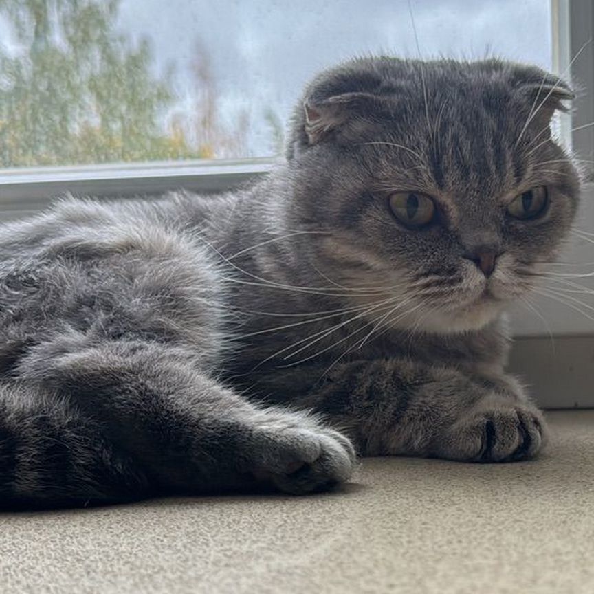 Шотландская вислоухая кошка бесплатно