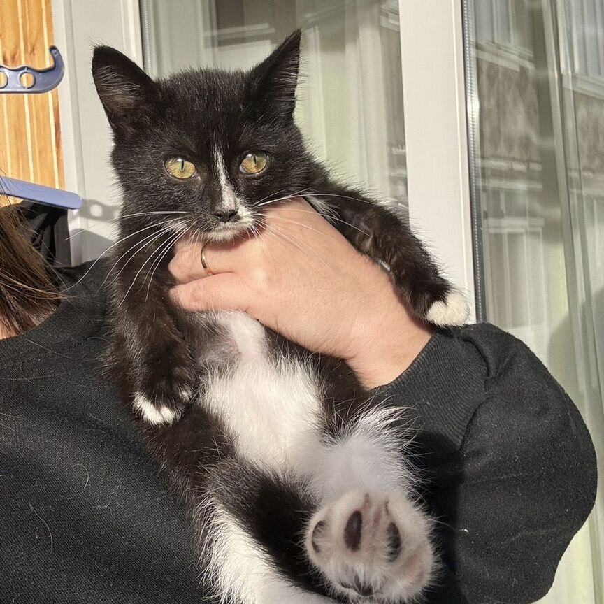 Котенок девочка в добрые руки