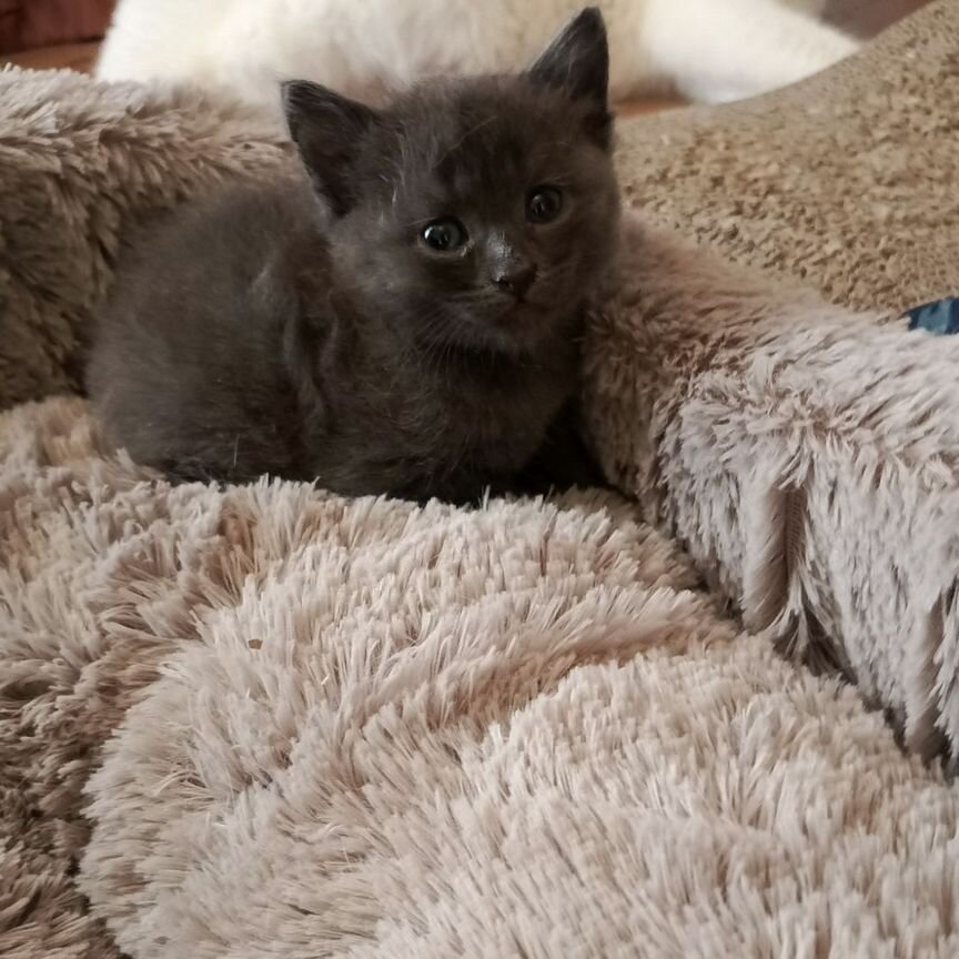 Русский голубой котёнок