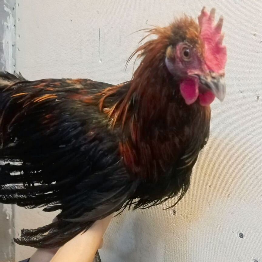 Петухи Кроссы