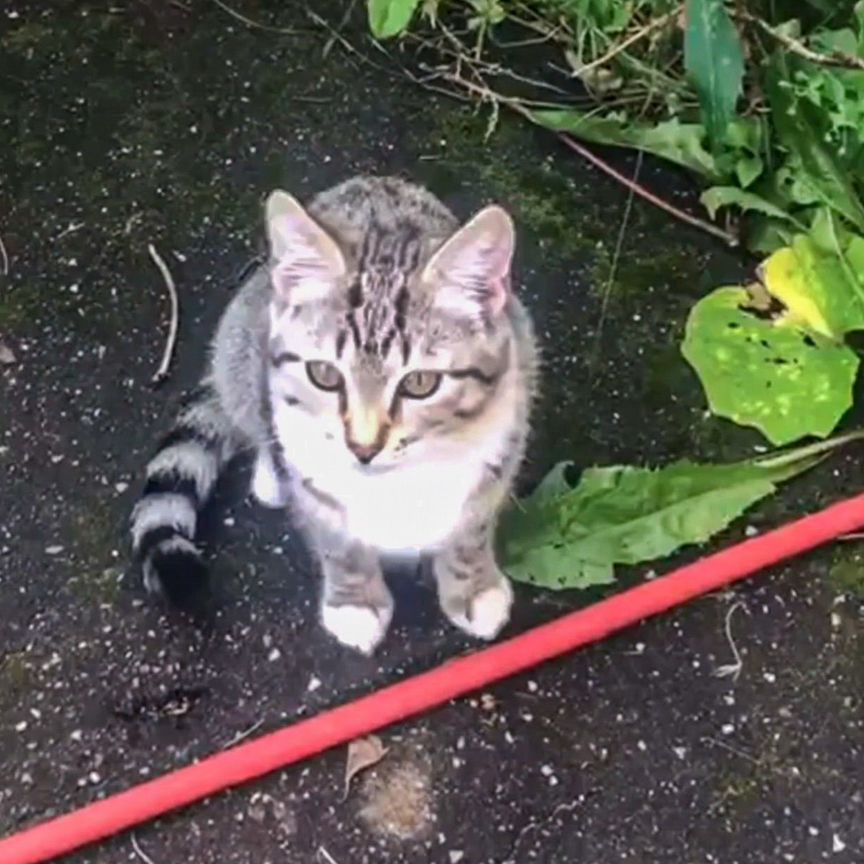 Котята в добрые руки 10