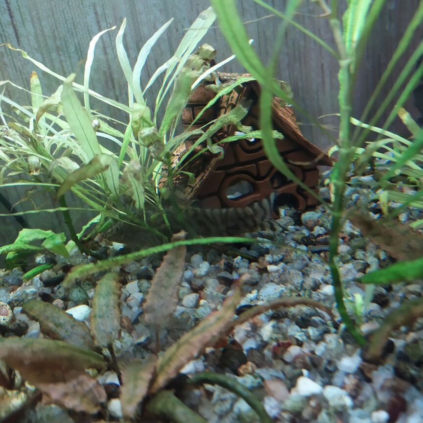 Мраморные боции