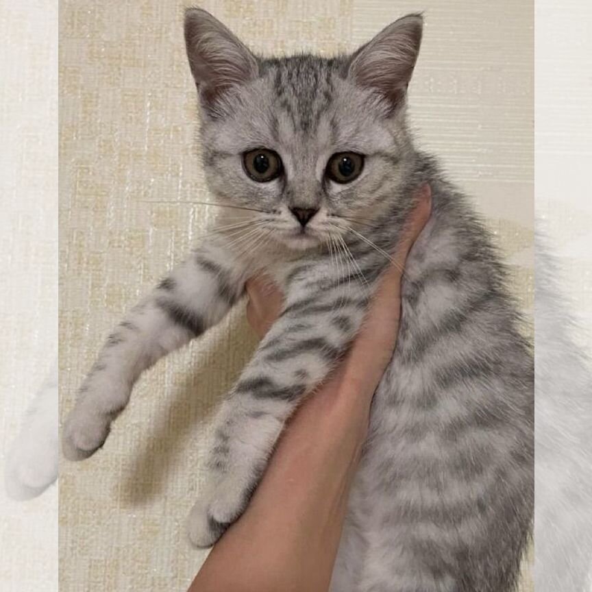 Шотландская кошечка
