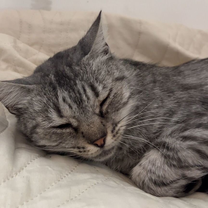 Серая кошка бесплатно