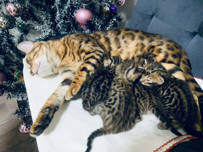 Бенгальские котята
