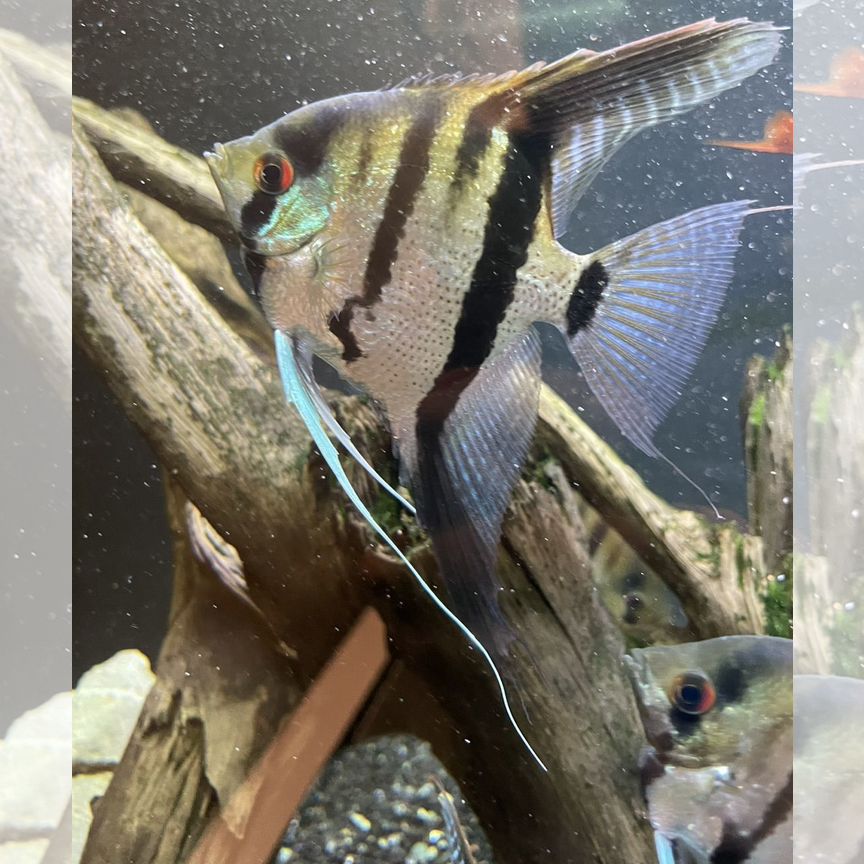 Рыба скалярия