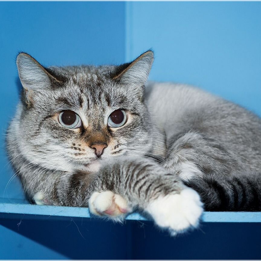 Тайская кошечка в добрые руки