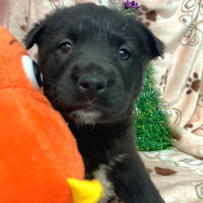 Сладкая булочка Сальма