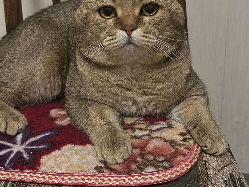 Шотландский прямоухий кот на вязку