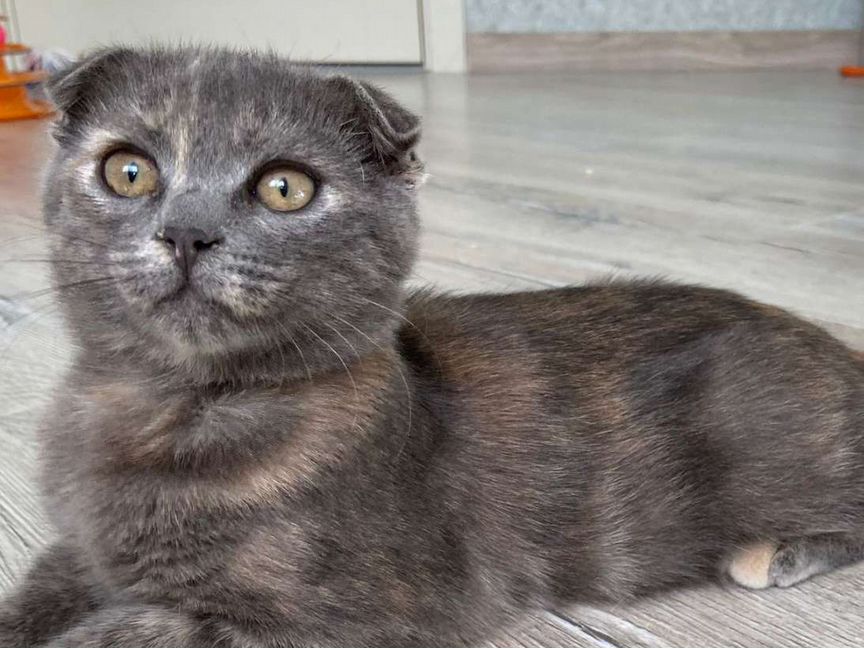 Котёнок, девочка, 3 месяца, ищет дом