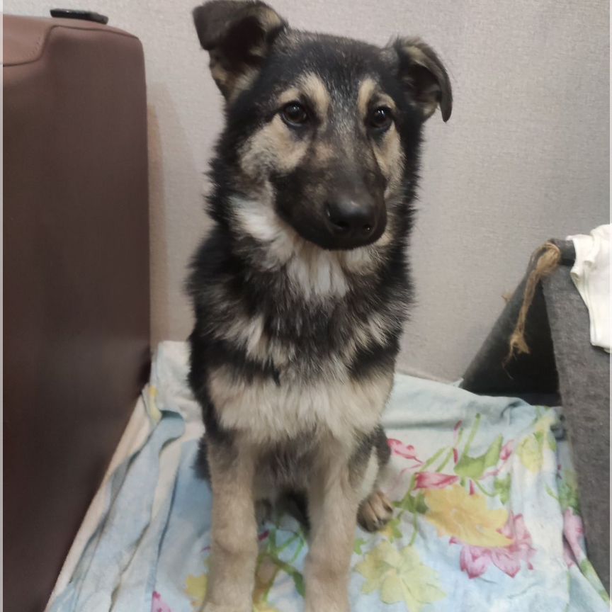 Немецкая овчарка, щенок