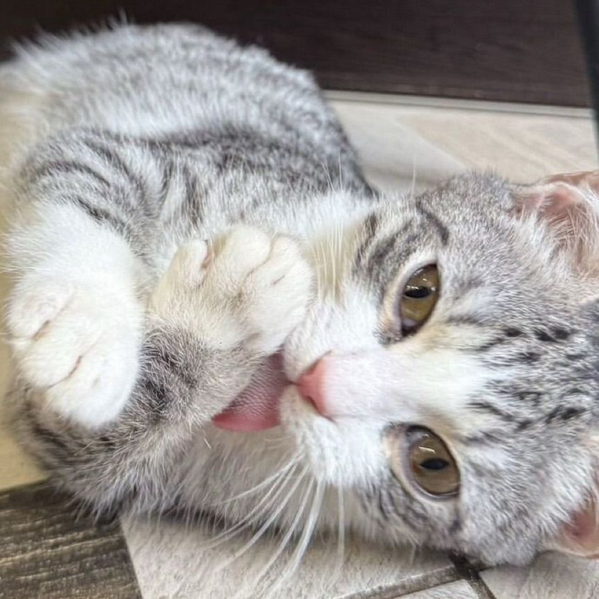 Котенок мальчик 4 месяца