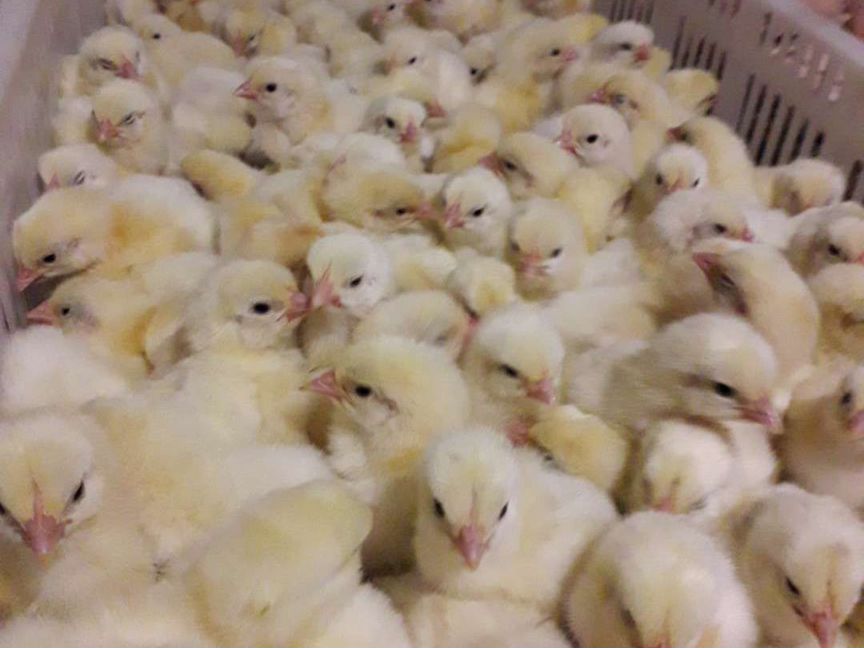 Цыплята -бройлеры и несушки