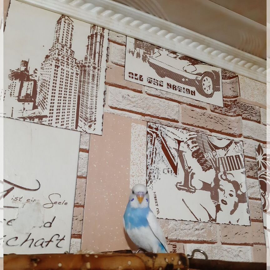 Птенцы волнистый попугай