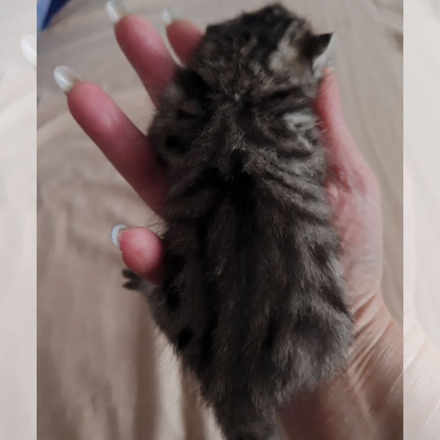 Британский короткошёрстный котёнок