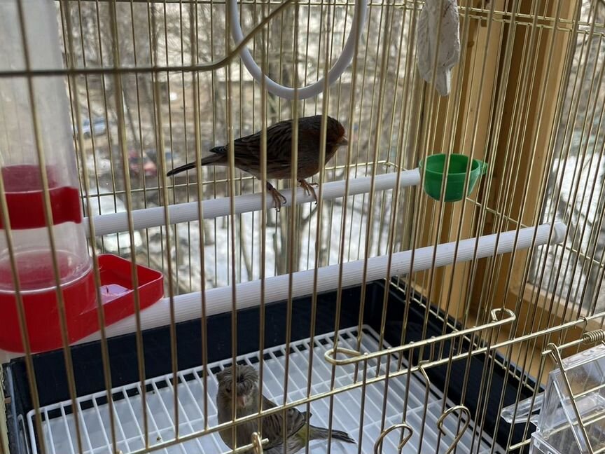 Кенарь и канарейка