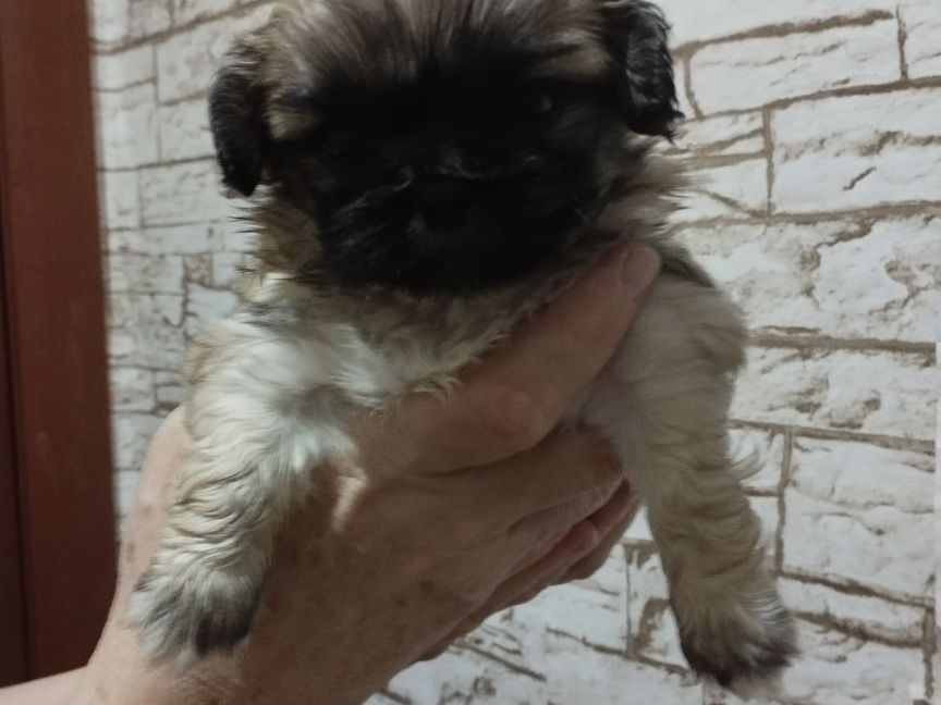 Пекинес мальчик