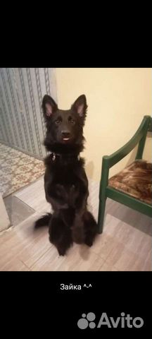 Собака дворняжка