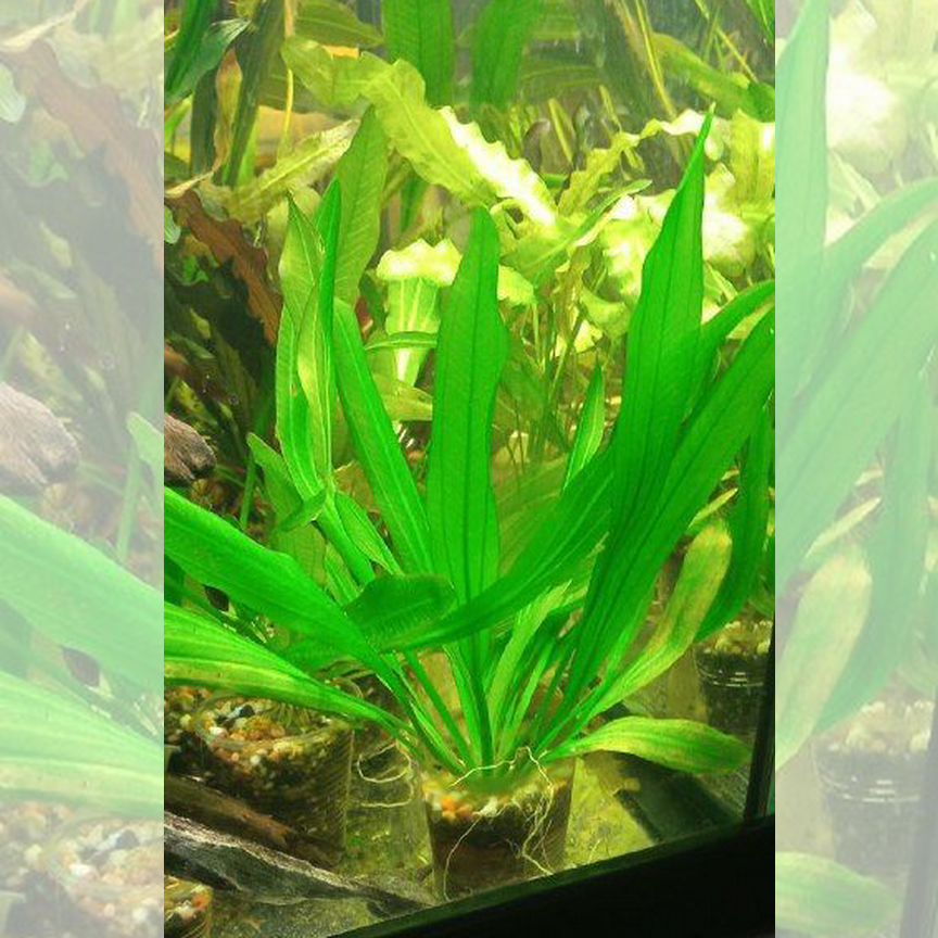 Неприхотливые аквариумные растения