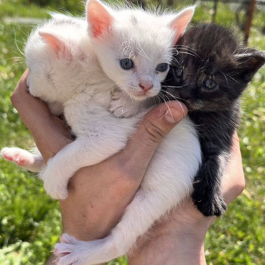 Котята