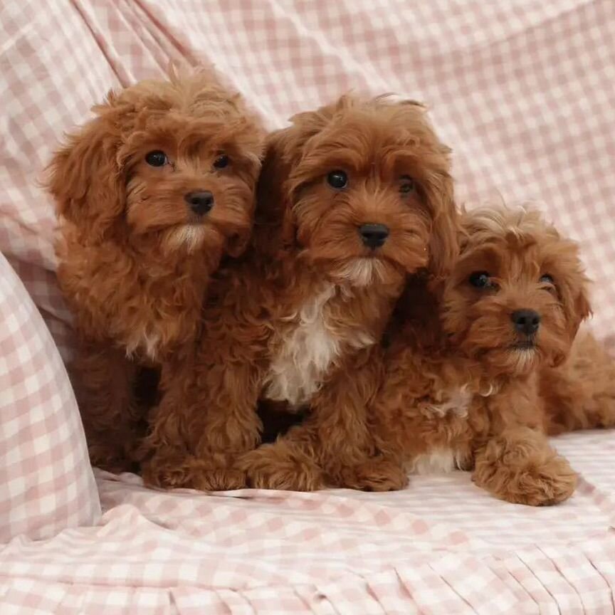 Кавапу, щенок