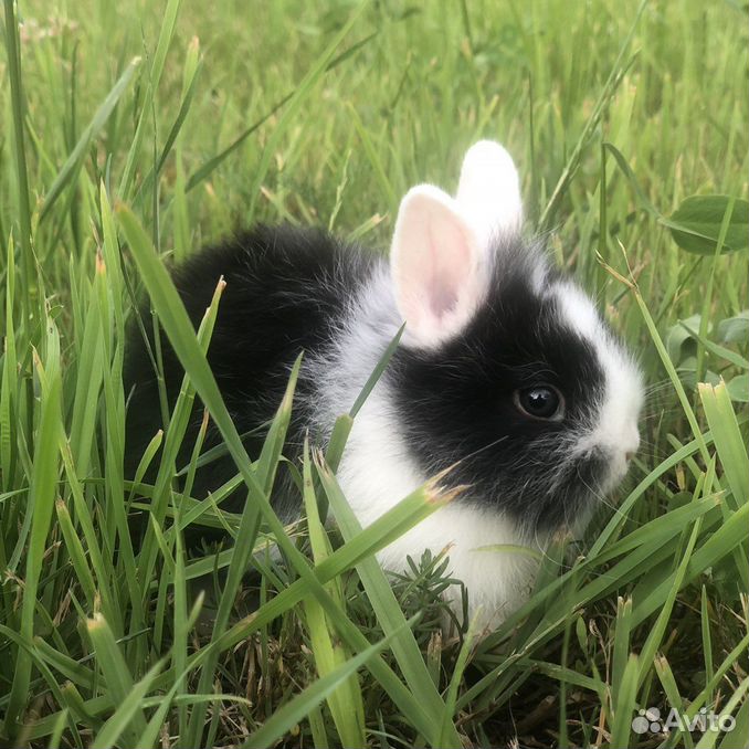 Декоративные кролики мини