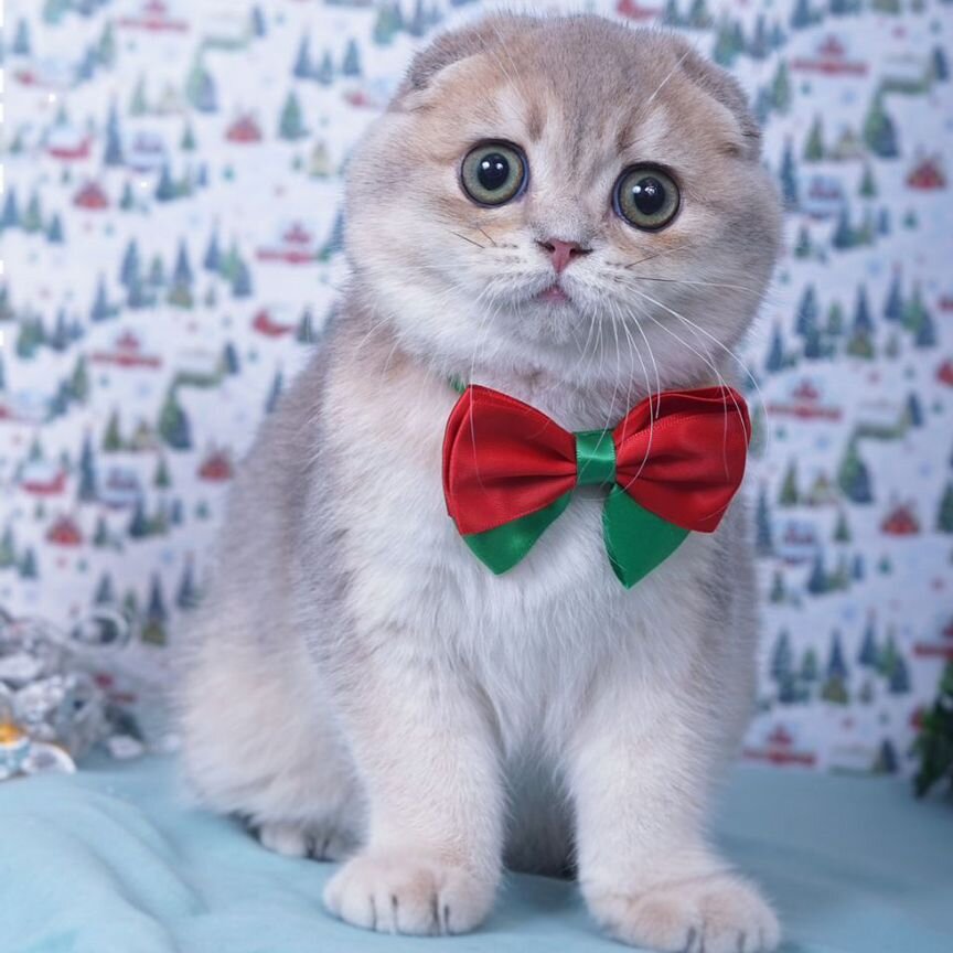 Шотландские золотые шиншиллы котята