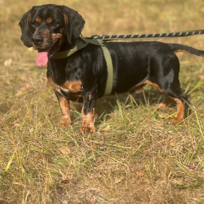 Таксеныш в приюте
