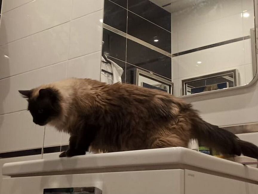 Отдаю кошку в хорошие руки