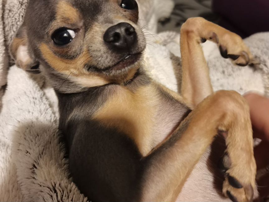 Мини той-терьер вязка