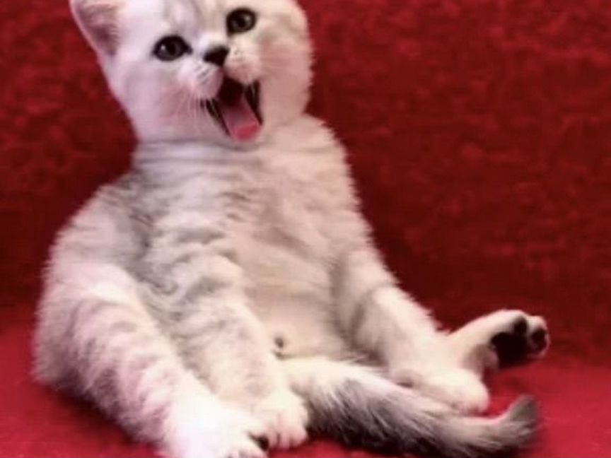 Котята тигрового окраса и вискас