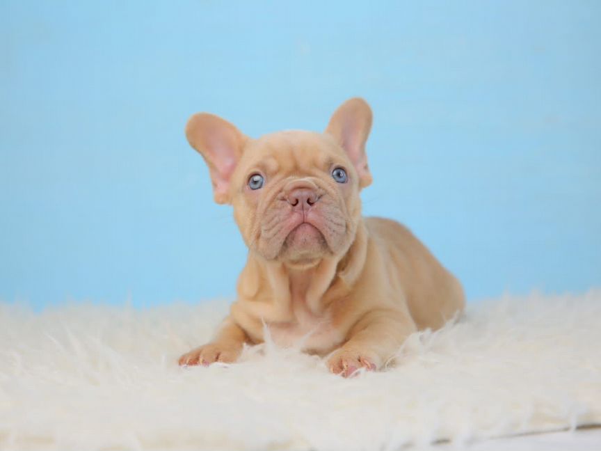 Изабелловые малыши