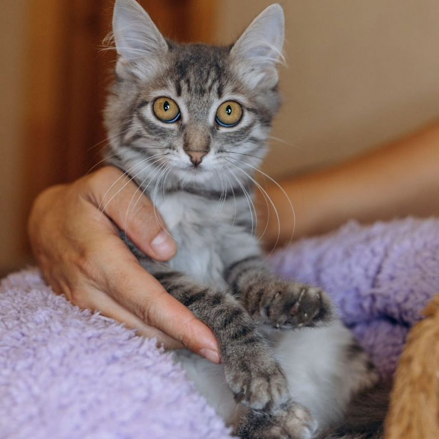 Котенок красотка Ника в добрые руки