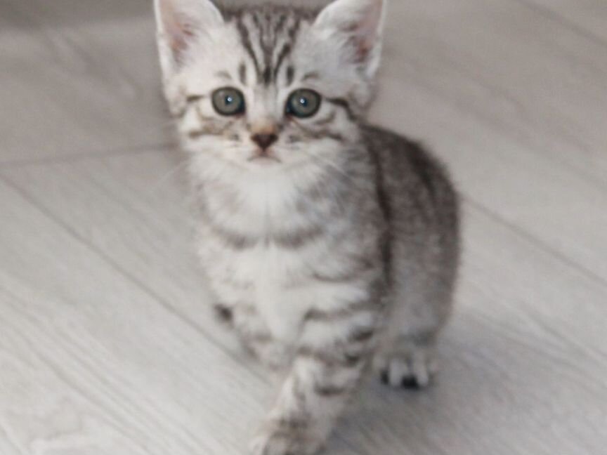 Кошечка породистая
