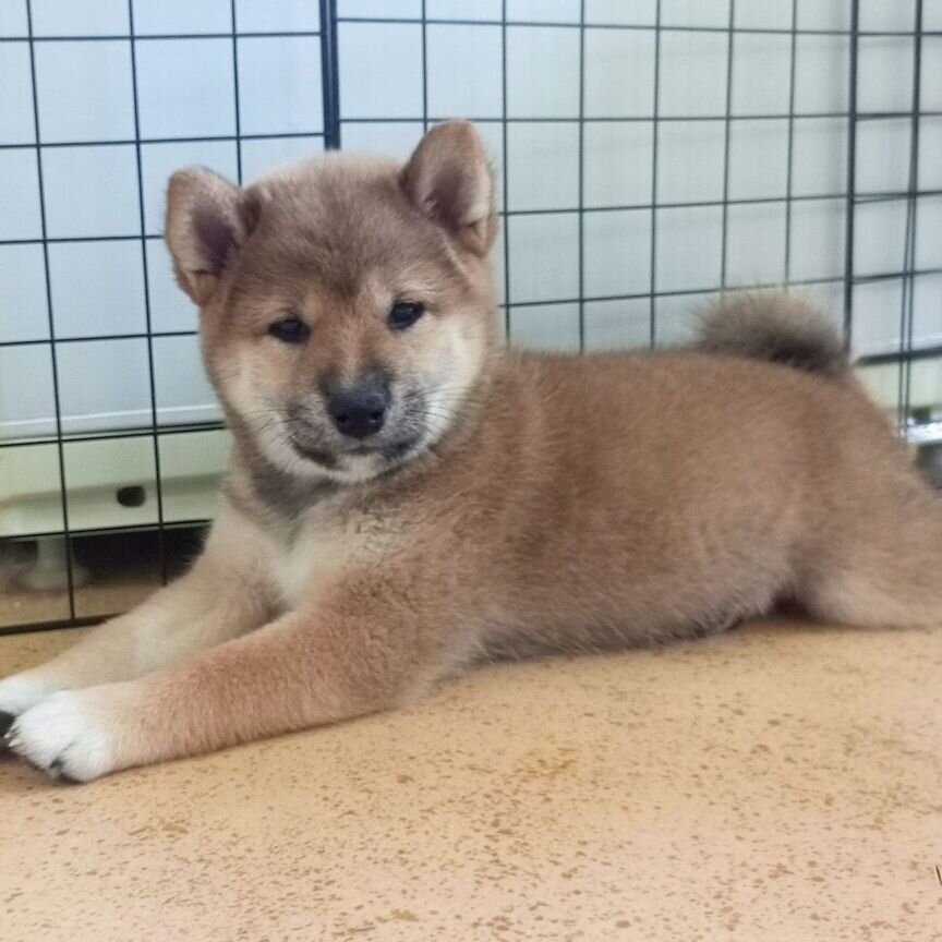 Щенки сиба от Гранд Чемпиона