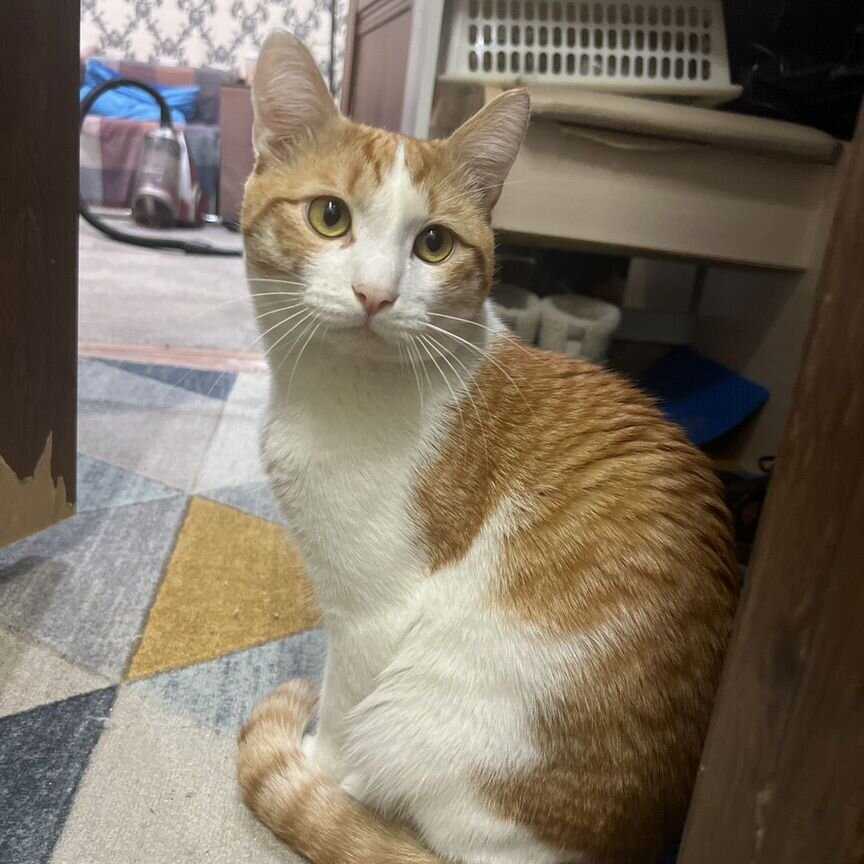 Кошки в добрые руки бесплатно