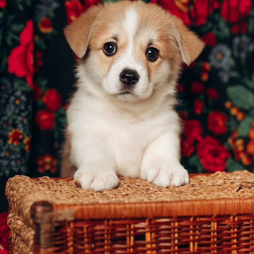 Вельш Корги Пемброк, щенок