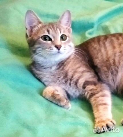 Красивая кошка Шпрота, 9 месяцев